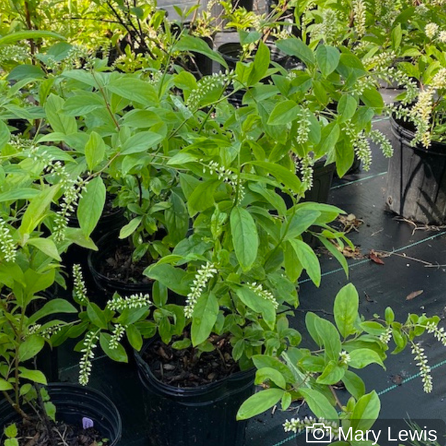 deciduous shrubs rhs