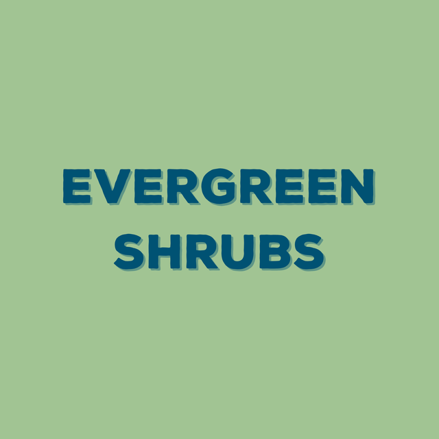 Native Evergreen Shrubs from Maryland - Online and at our Nursery ...