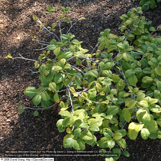 Native Evergreen Shrubs from Maryland - Online and at our Nursery ...