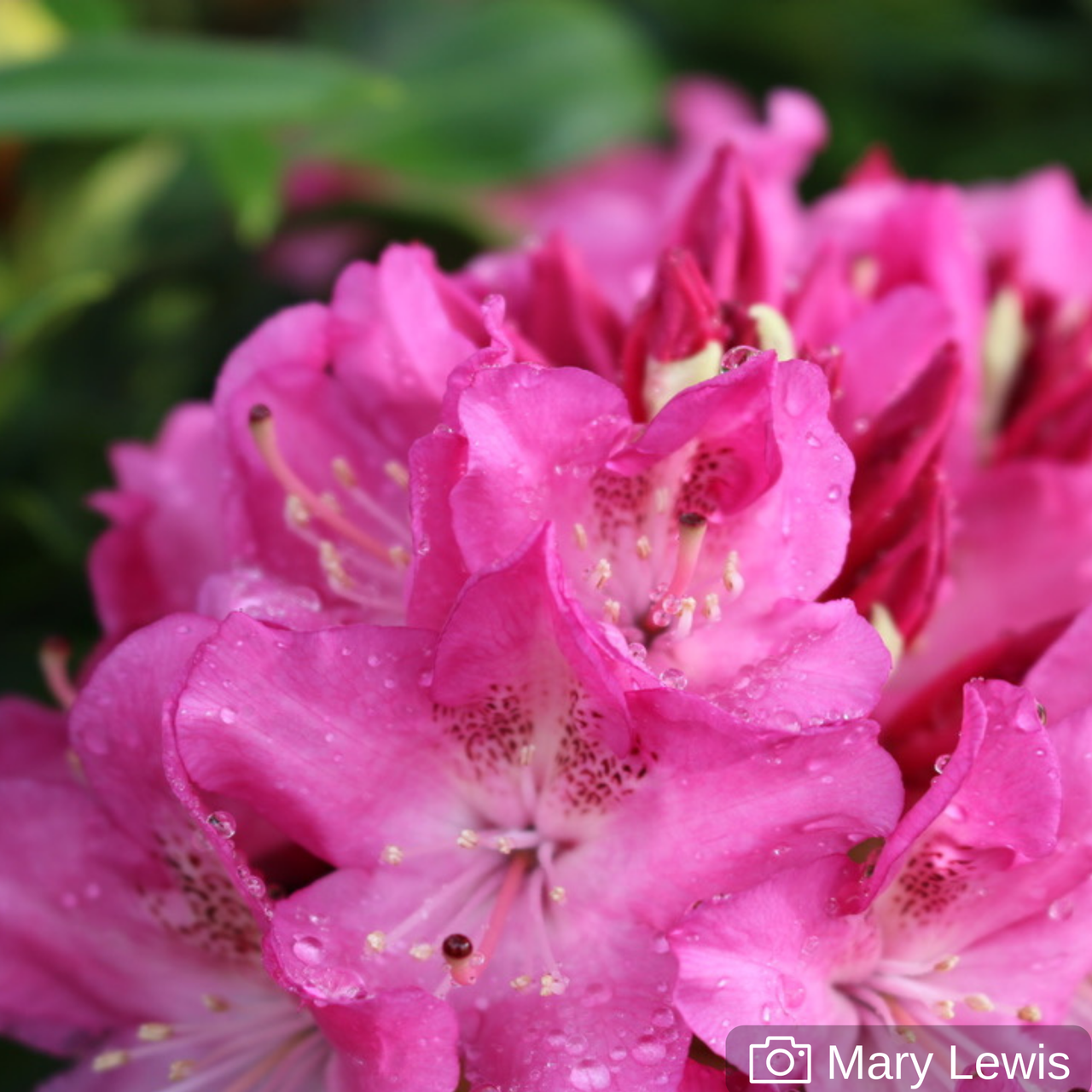 Native Evergreen Shrubs from Maryland - Online and at our Nursery ...