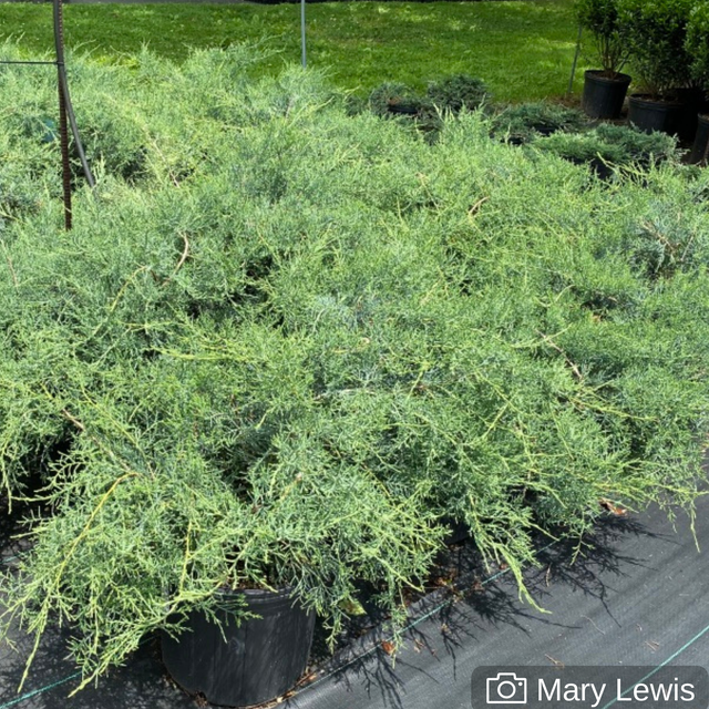 Native Evergreen Shrubs from Maryland - Online and at our Nursery ...