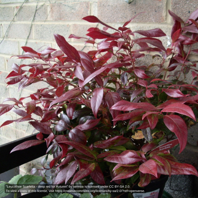 Native Evergreen Shrubs from Maryland - Online and at our Nursery ...