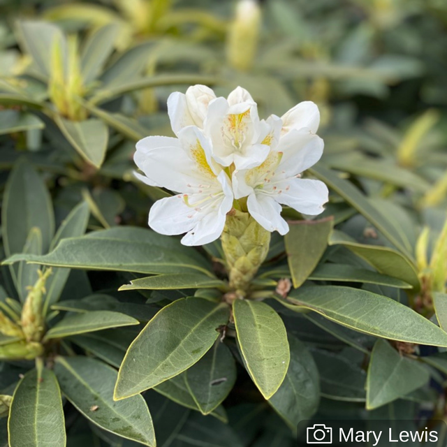 Native Evergreen Shrubs from Maryland - Online and at our Nursery ...