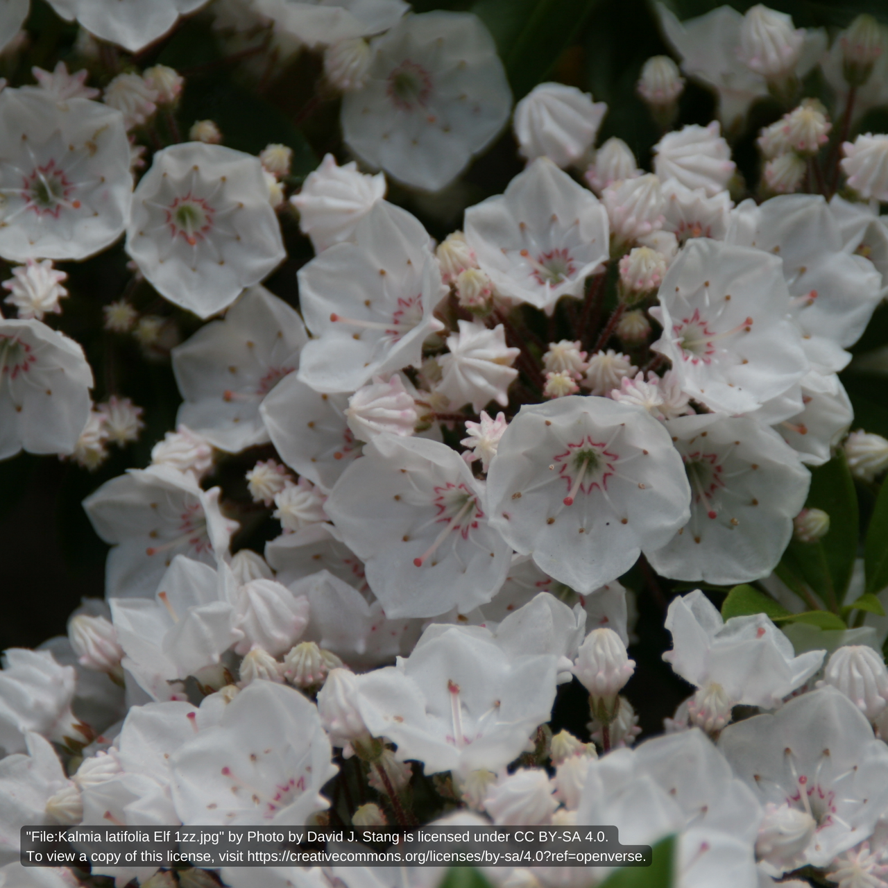 Native Evergreen Shrubs from Maryland - Online and at our Nursery ...