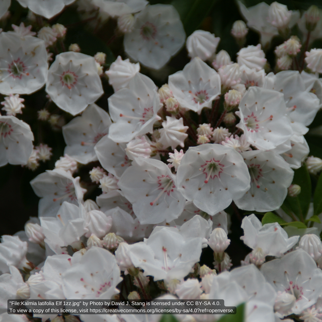 Native Evergreen Shrubs from Maryland - Online and at our Nursery ...