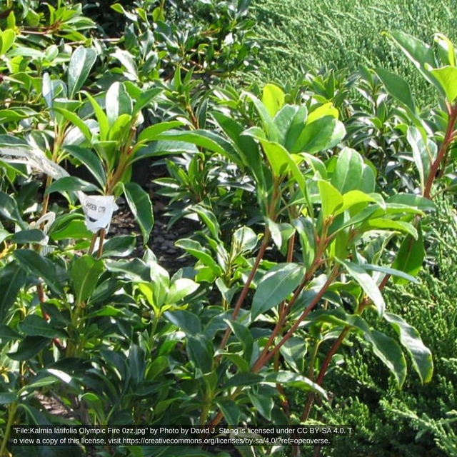 Native Evergreen Shrubs from Maryland - Online and at our Nursery ...