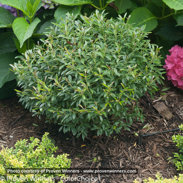 Native Evergreen Shrubs from Maryland - Online and at our Nursery ...